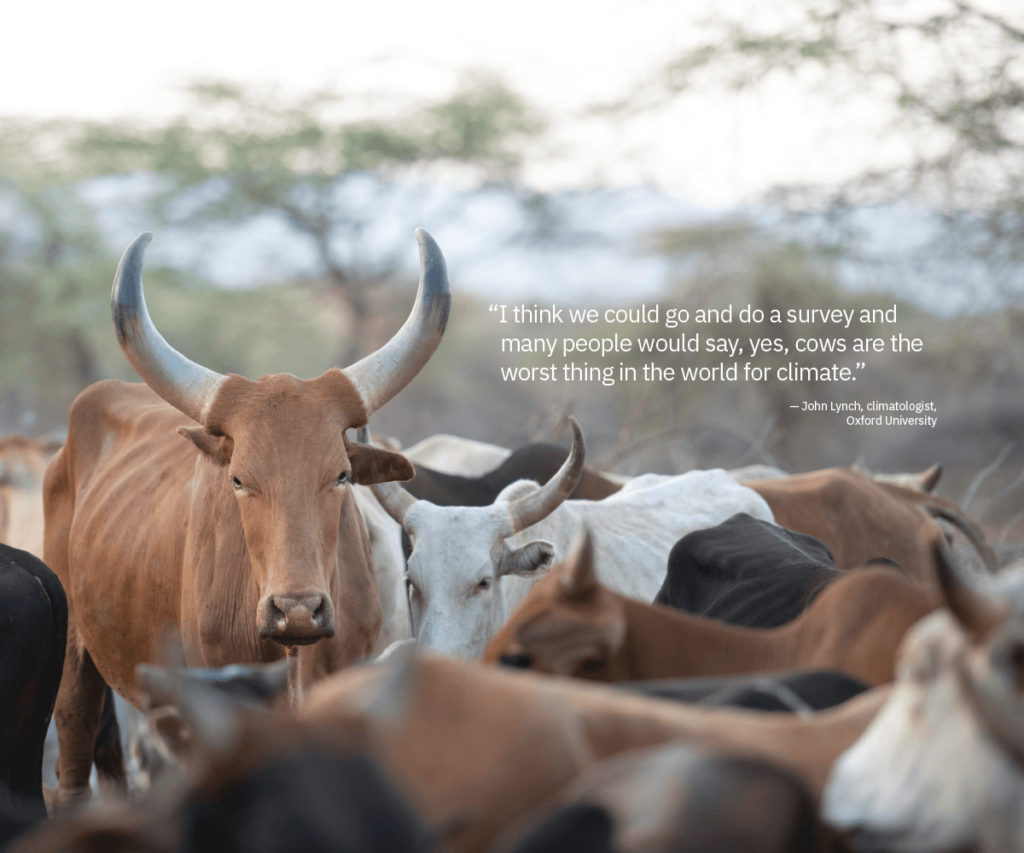 About - World Without Cows