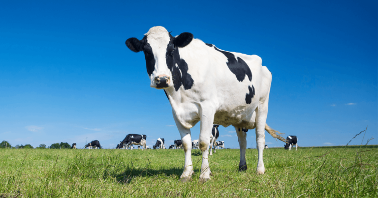 Explore - World Without Cows