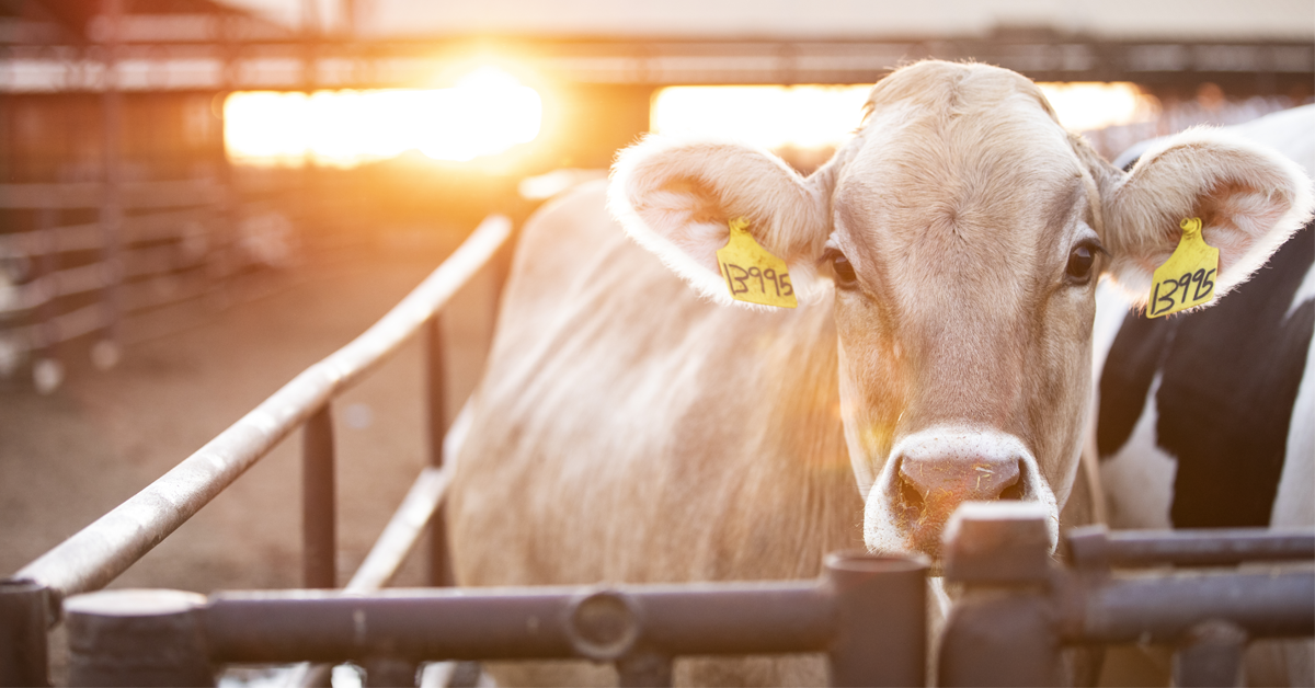 Learning the Lingo: A Glossary of All Things ‘World Without Cows ...
