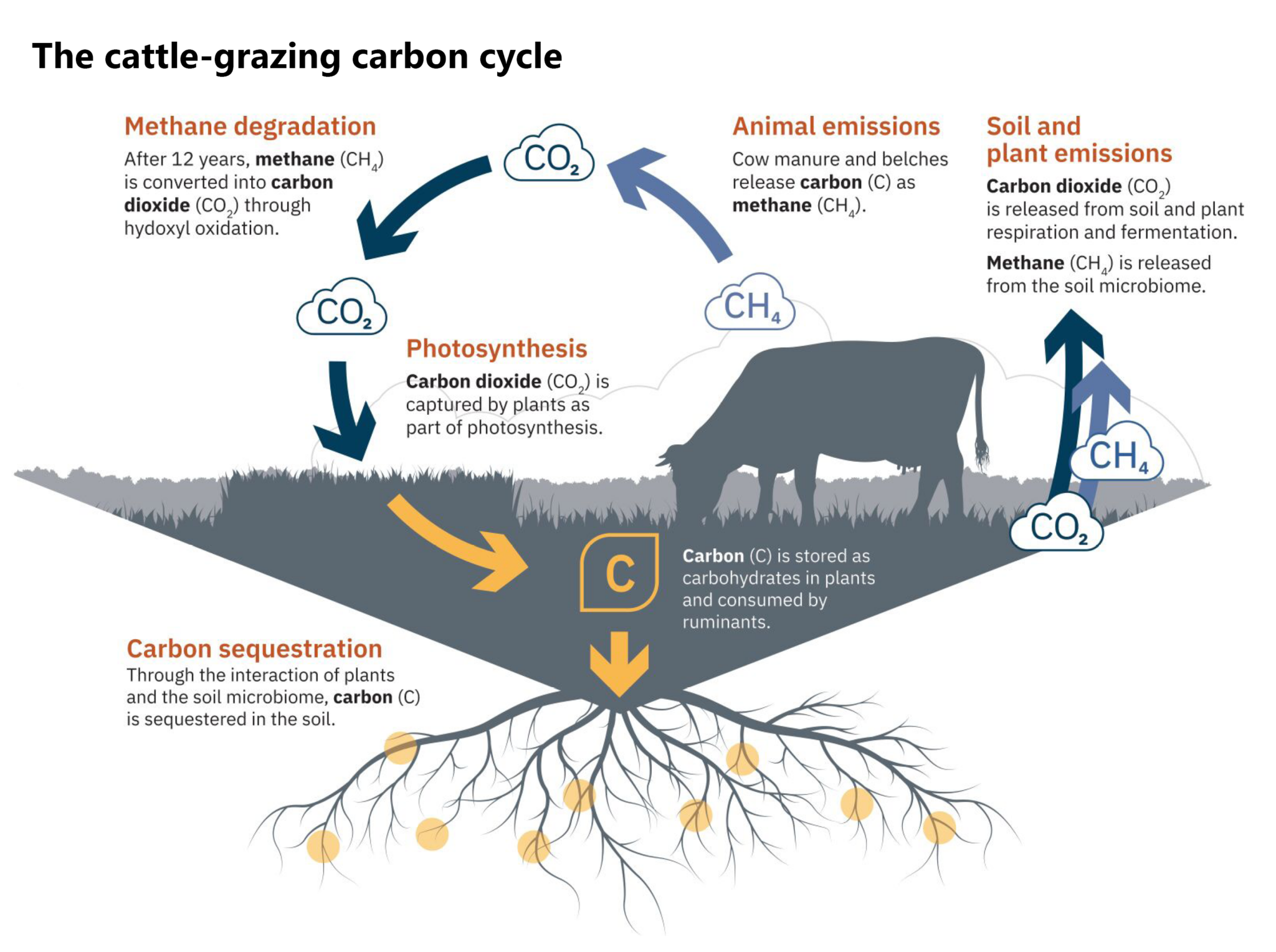 The connection between cows and carbon capture - World Without Cows