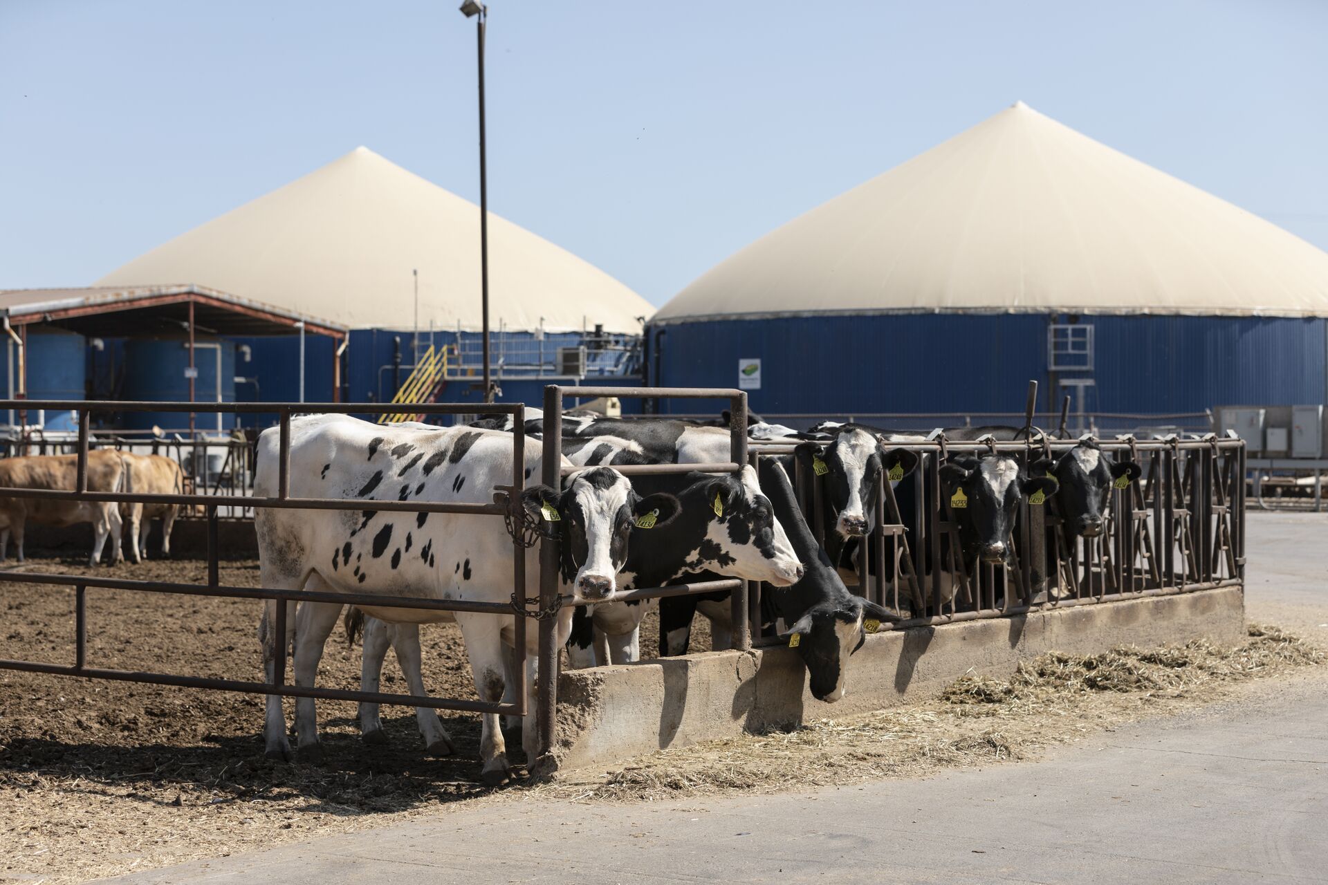 California collaboration: Putting dairy cows at the center of ...
