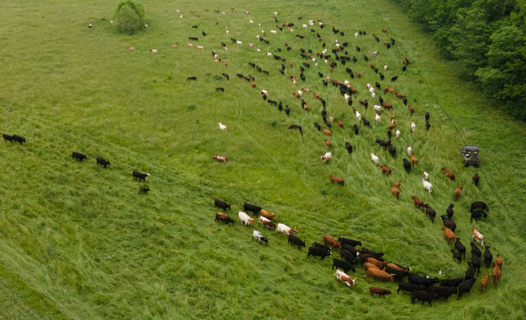 Explore - World Without Cows