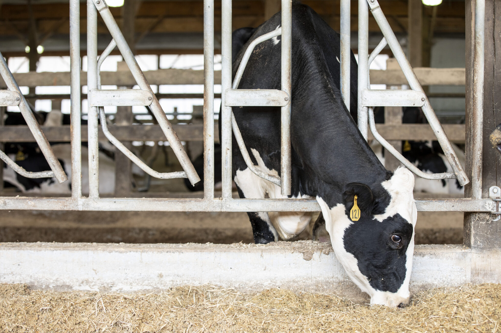 Tackling enteric methane at its source — inside the cow - World Without ...