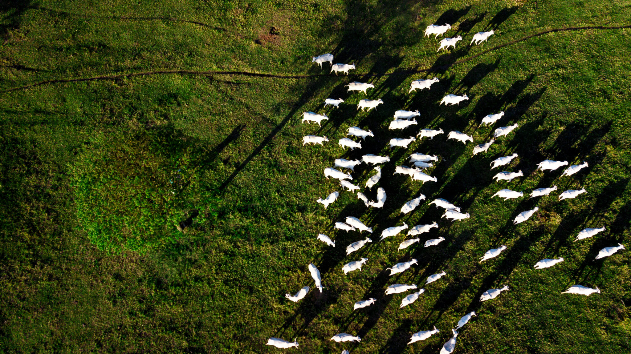 Home - World Without Cows