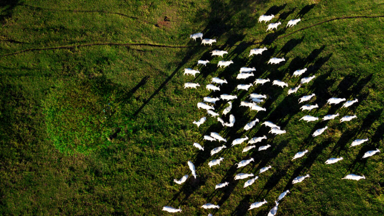 Home - World Without Cows