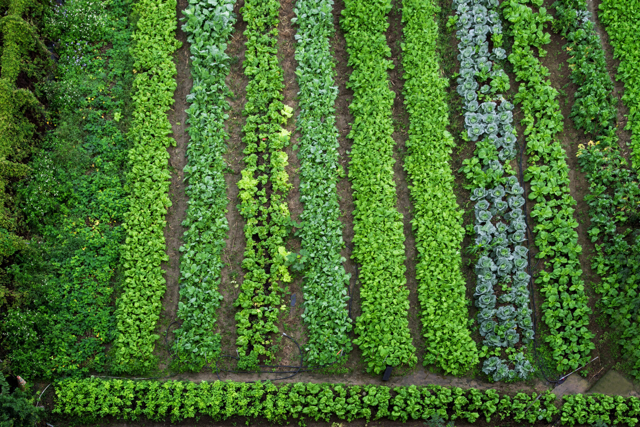 Home - World Without Cows