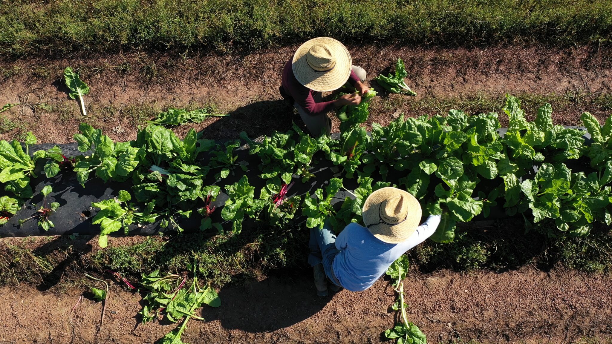 Can we grow enough crops to feed a world without cows? - World Without Cows