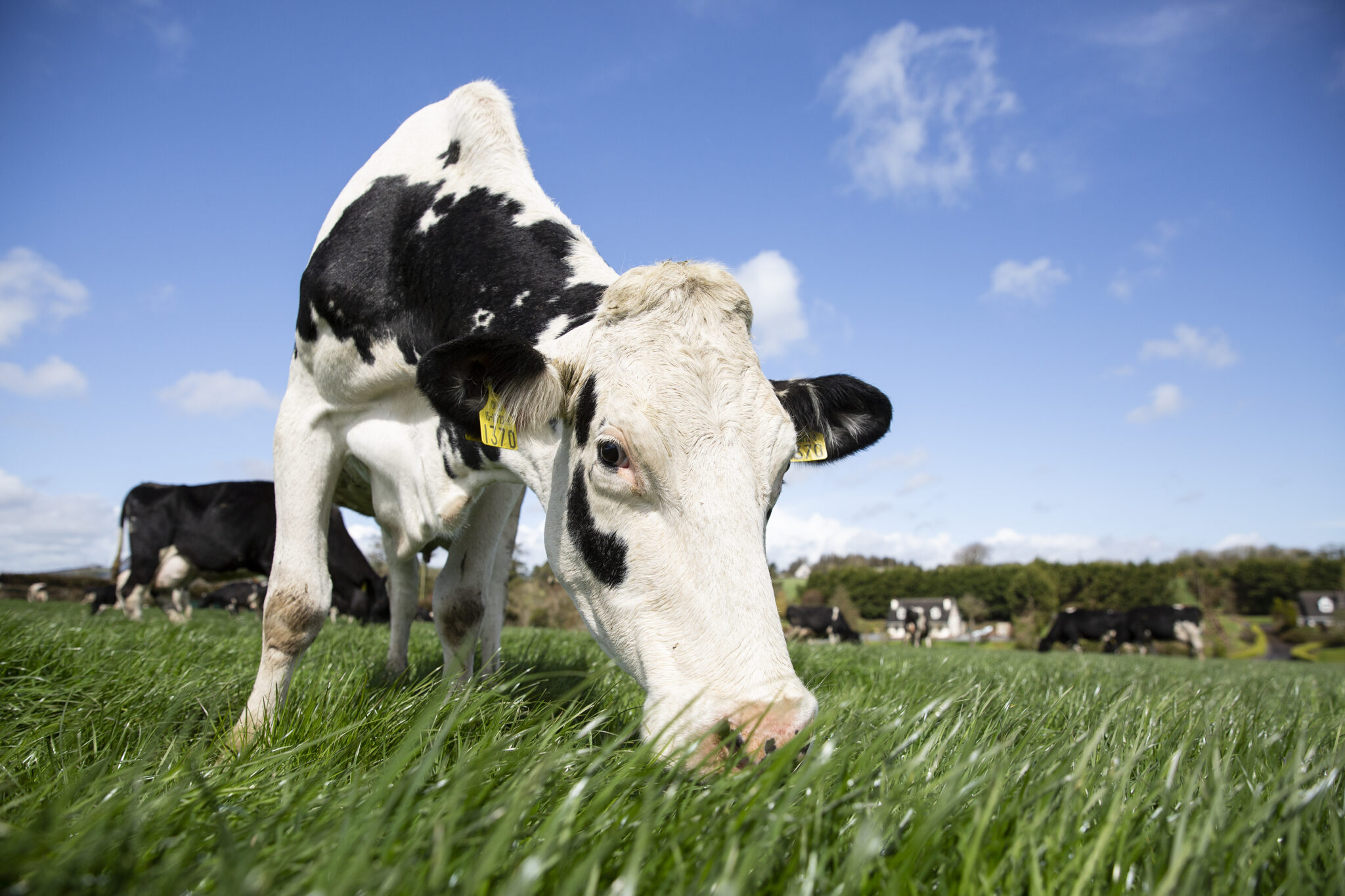 Can we grow enough crops to feed a world without cows? - World Without Cows