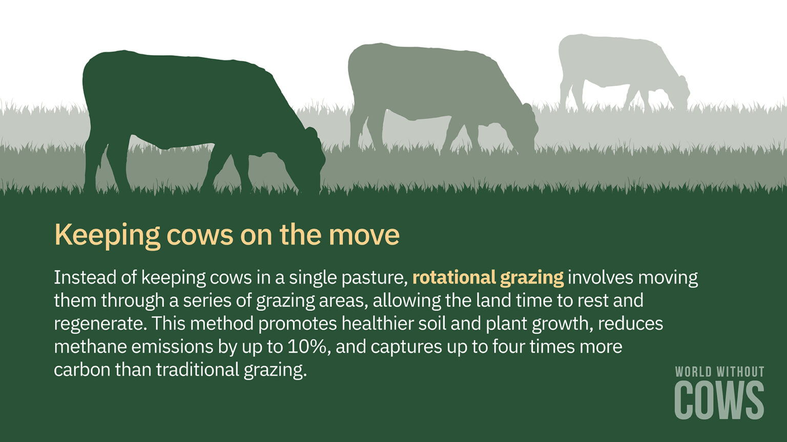 Rotational grazing: How moving cows creates climate resilience - World ...