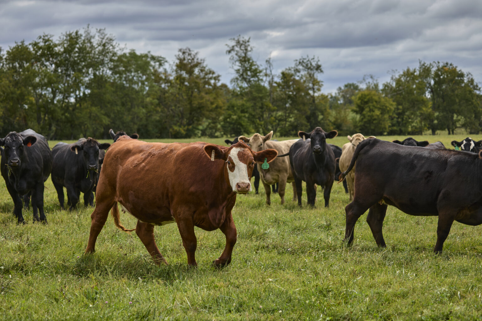 Explore - World Without Cows