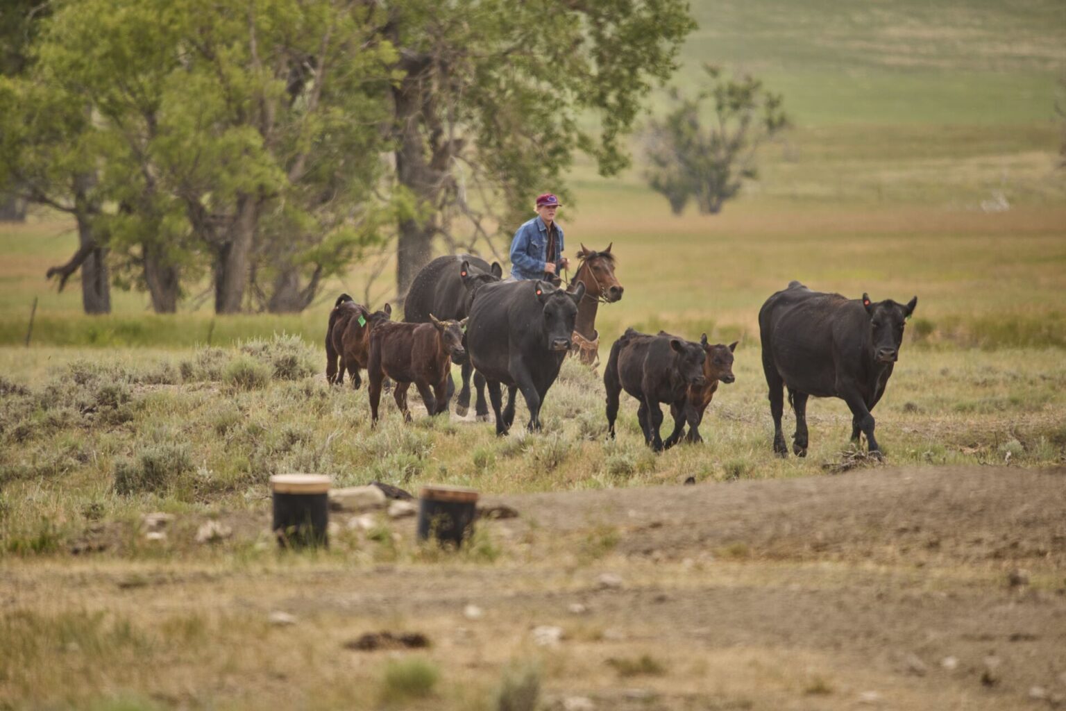 Explore - World Without Cows