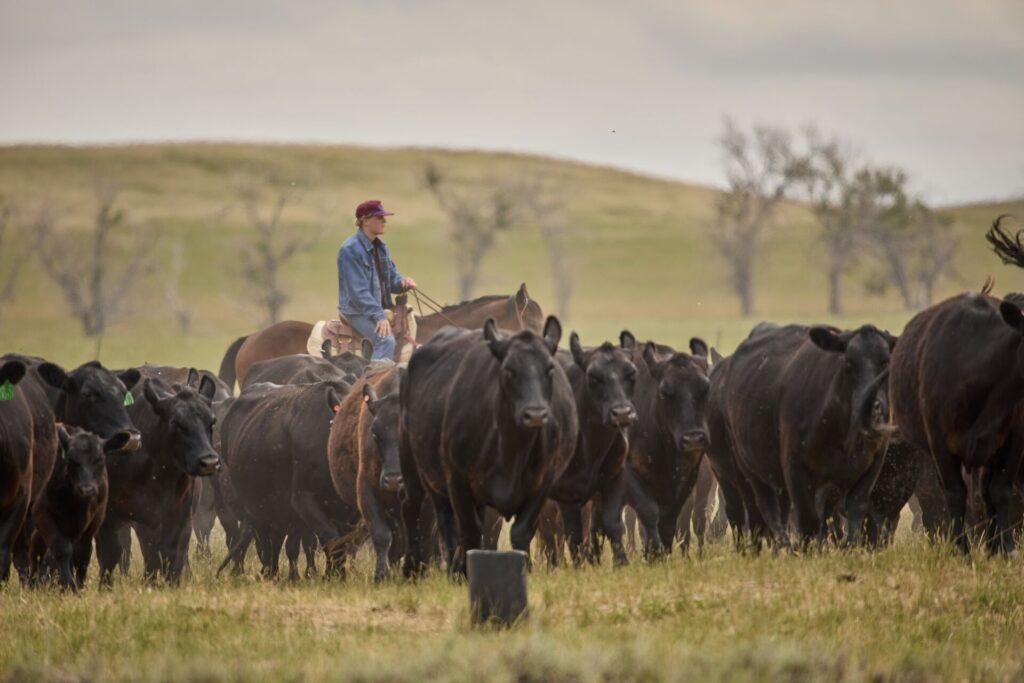 Grazing or growing: Rethinking the role of cows and marginal land - World Without Cows