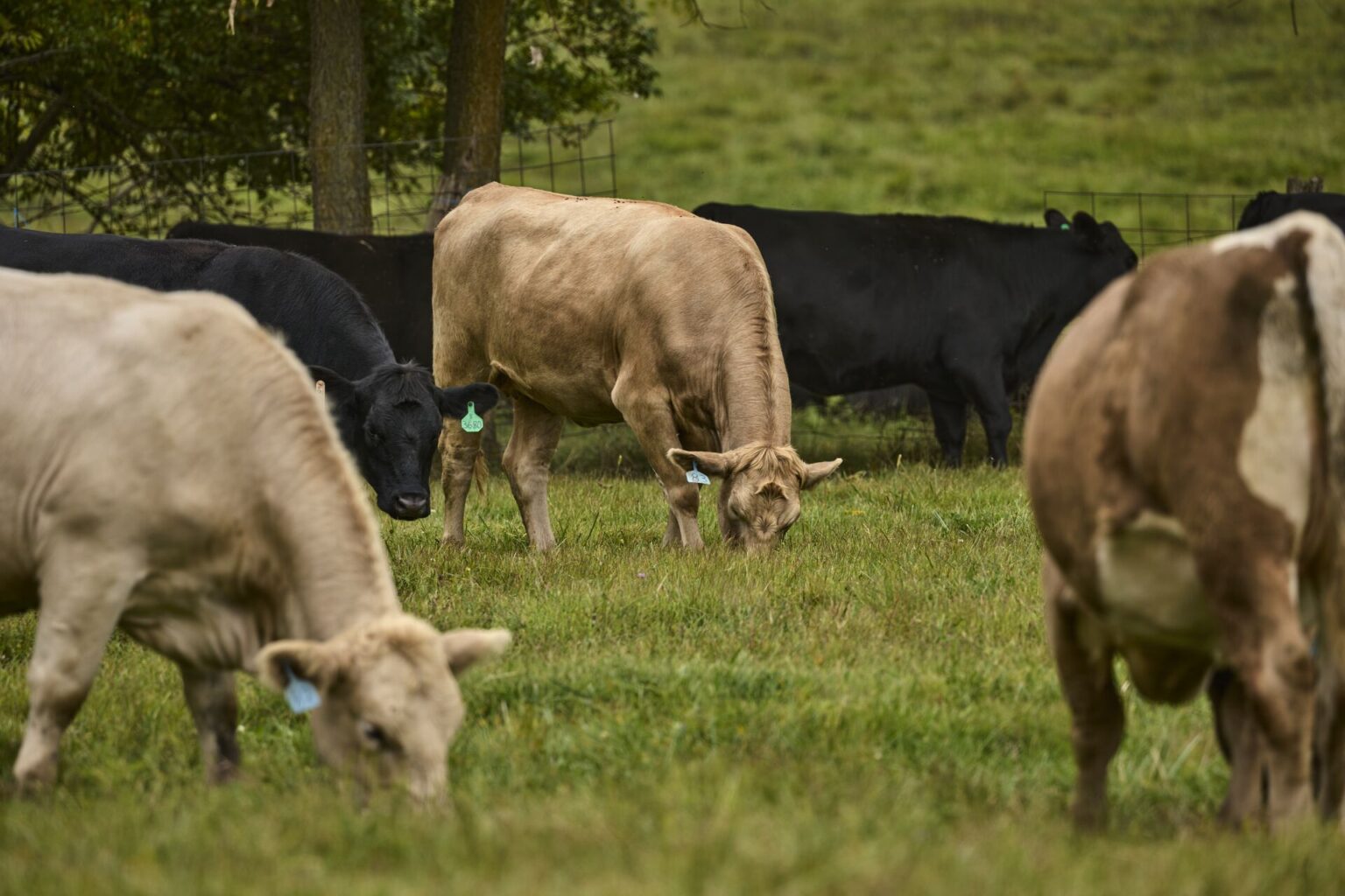 Grazing or growing: Rethinking the role of cows and marginal land ...