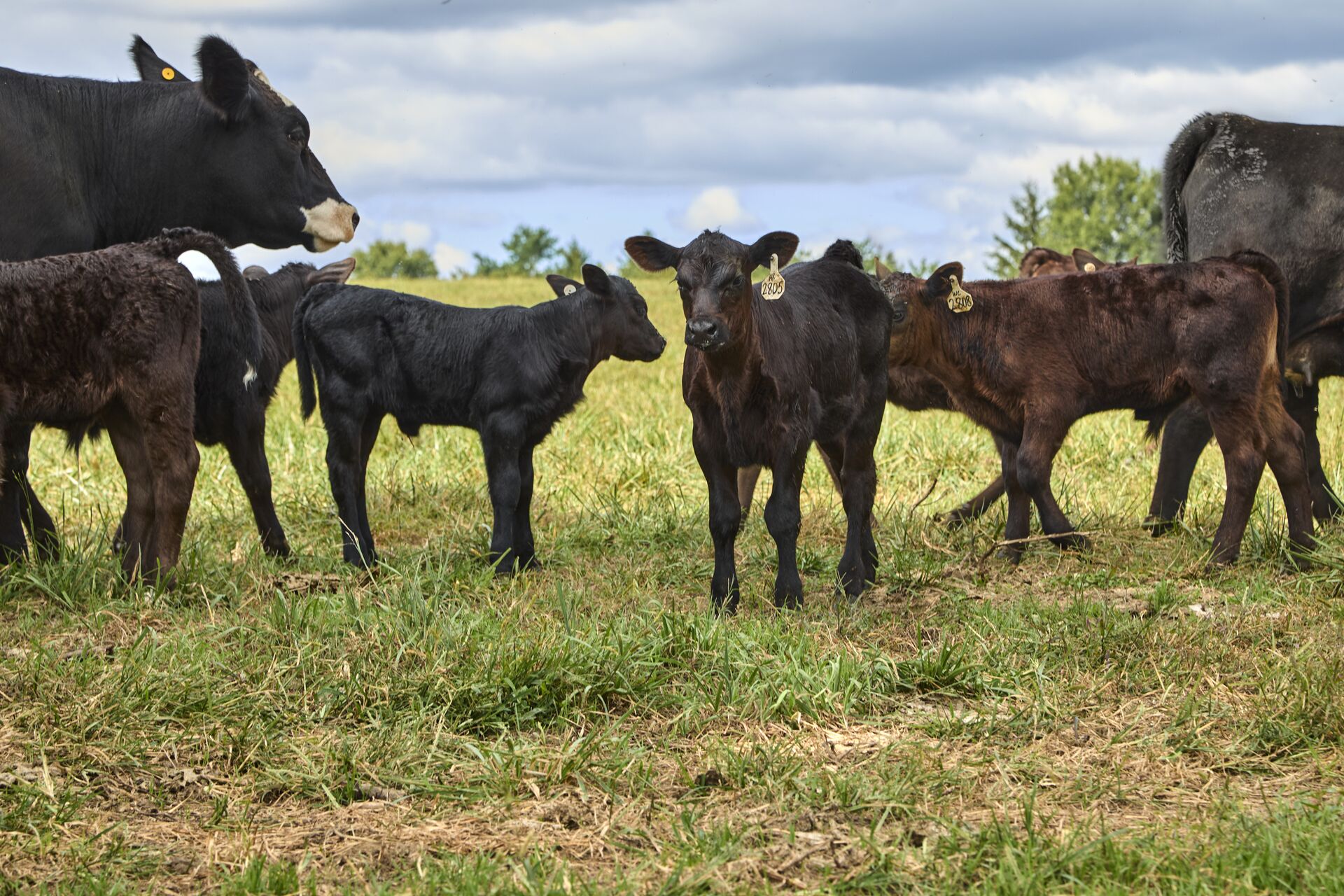 Explore - World Without Cows