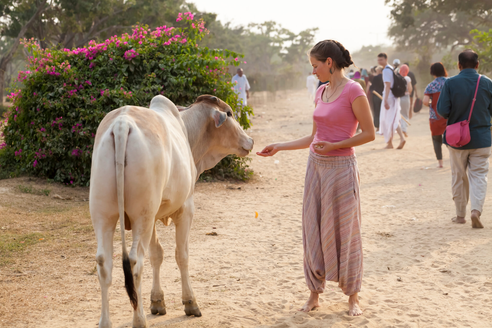 Explore - World Without Cows