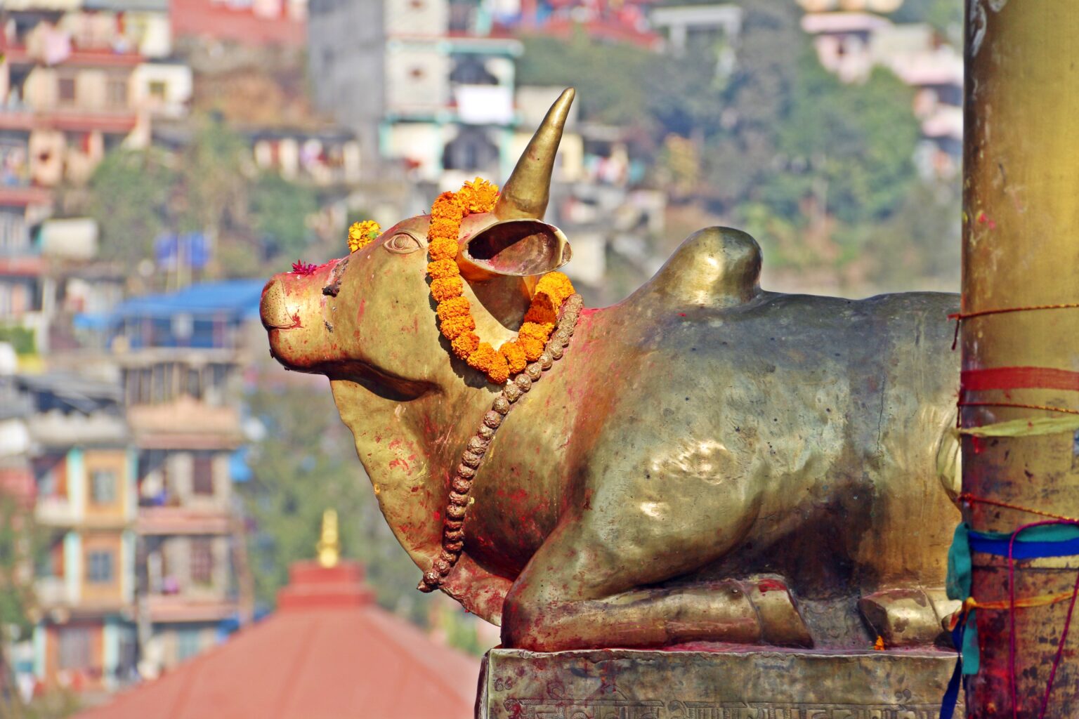 The cow as mother: From Gau Mata to global symbols of care - World ...