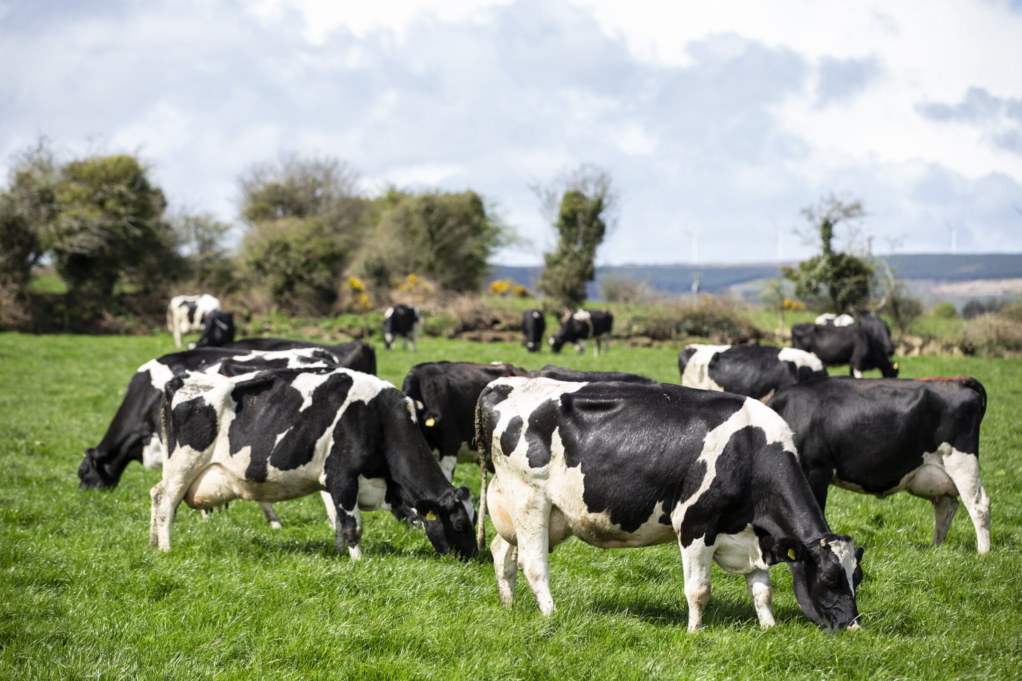 Home - World Without Cows