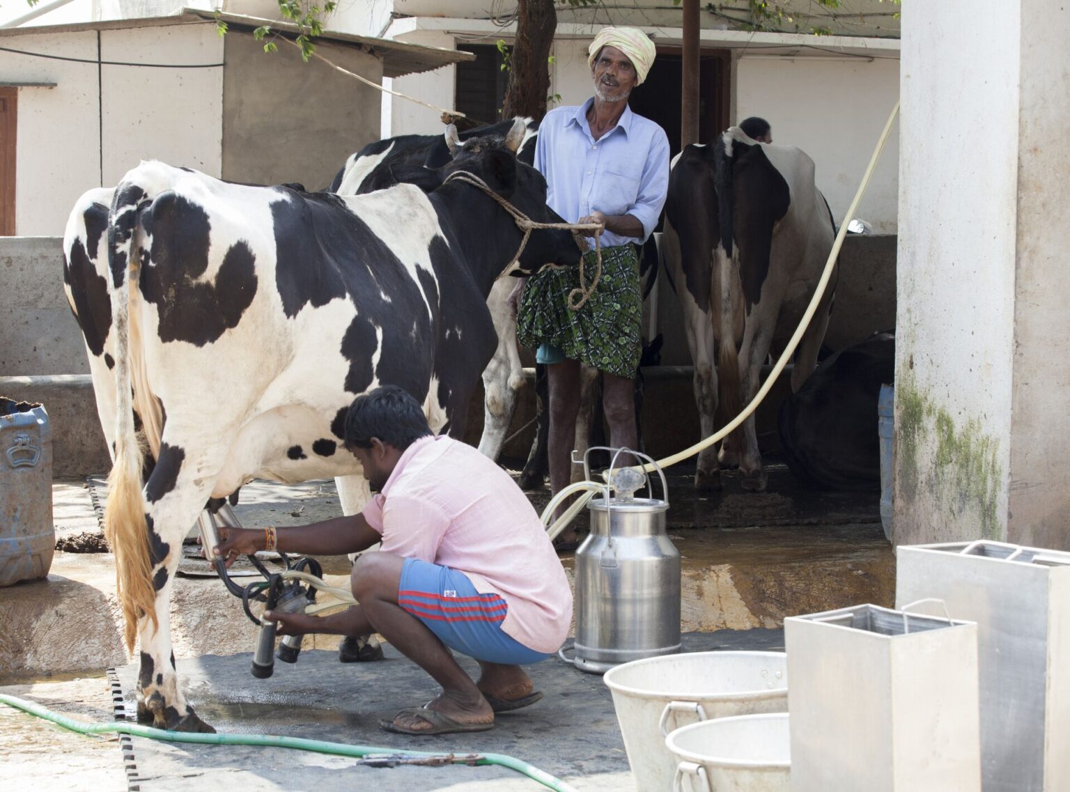 Cows, culture, climate and consumption: The story of milk today - World Without Cows