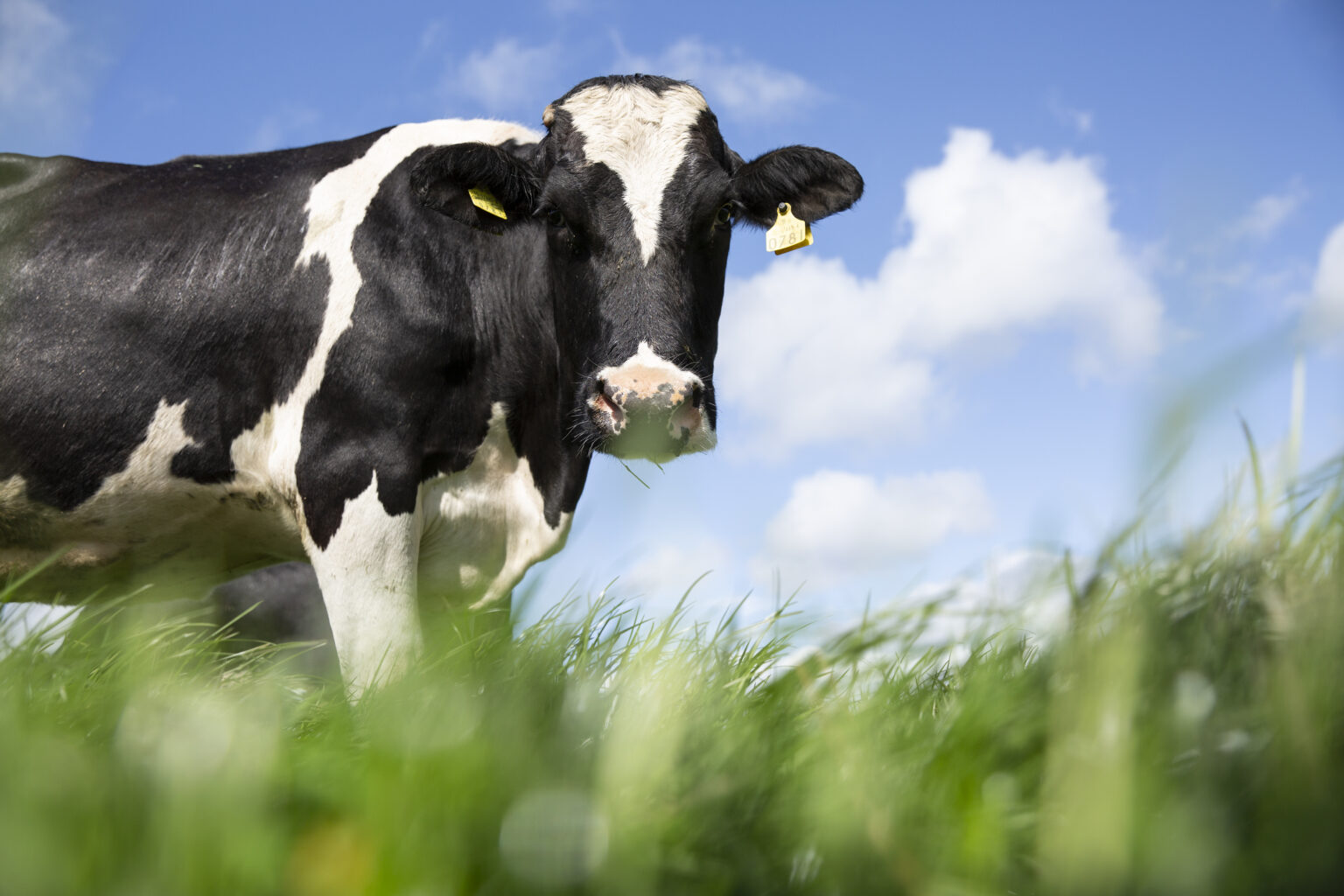 Explore - World Without Cows