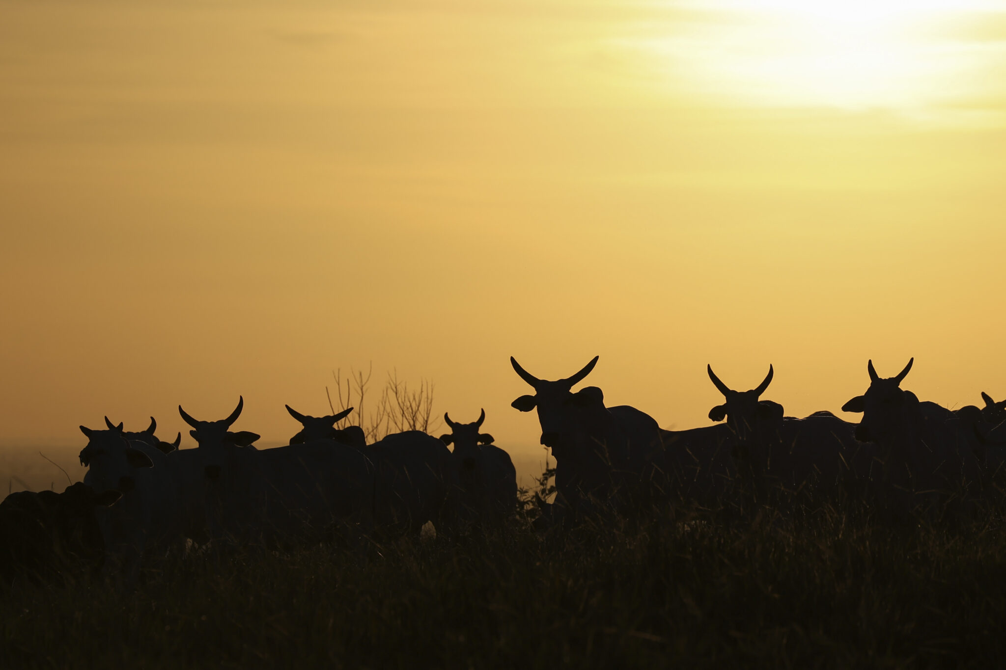 Cows are more than just food - World Without Cows