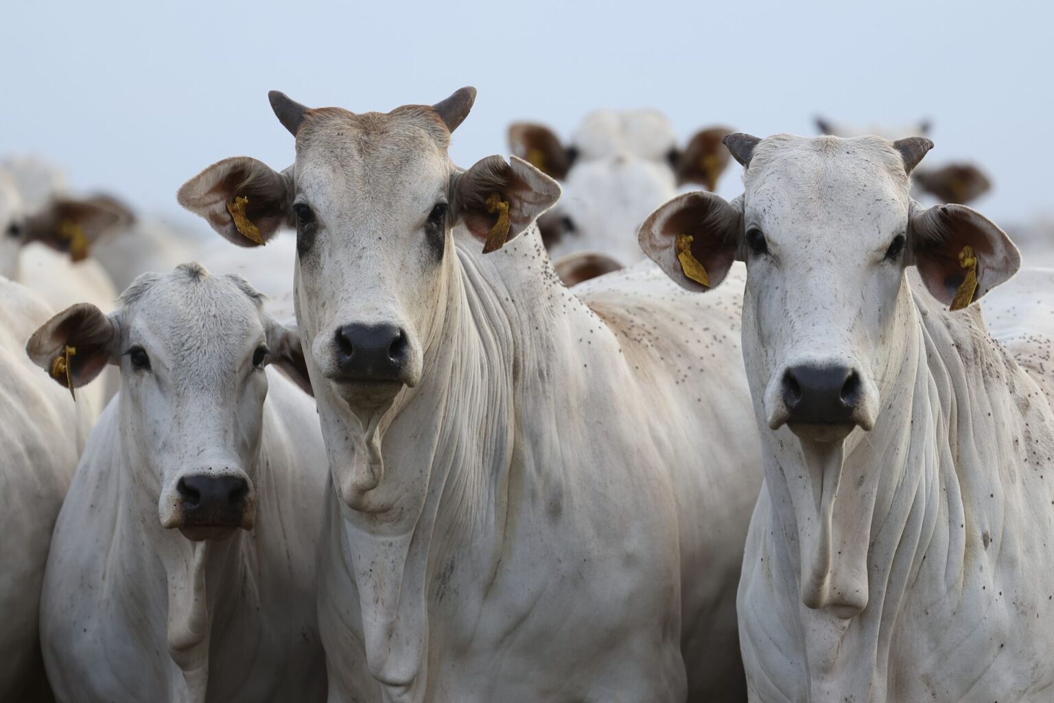 WATCH: World Without Cows Brazil: The Battle for Balance