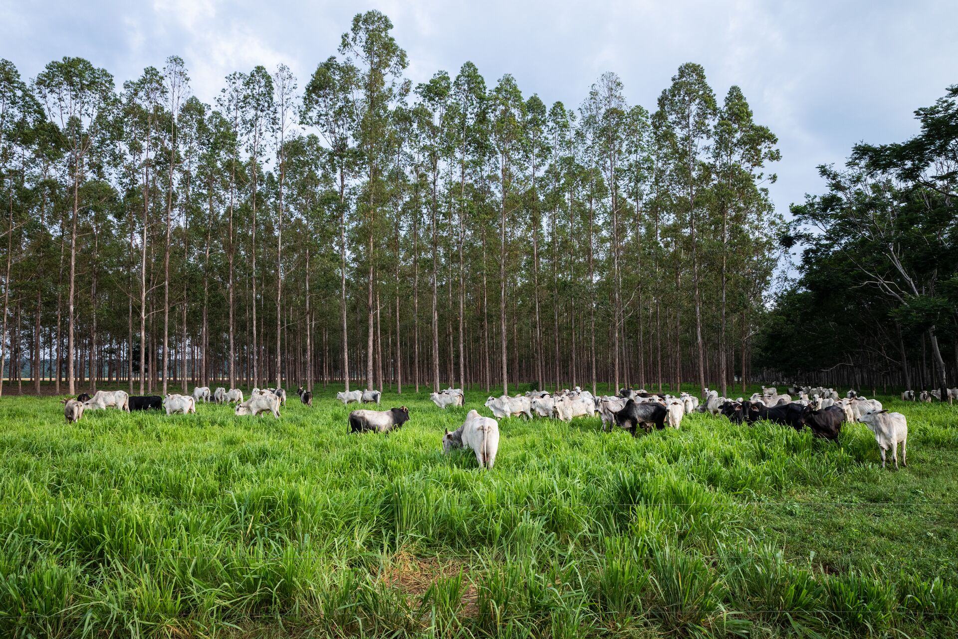 Grazing or growing: Rethinking the role of cows and marginal land ...