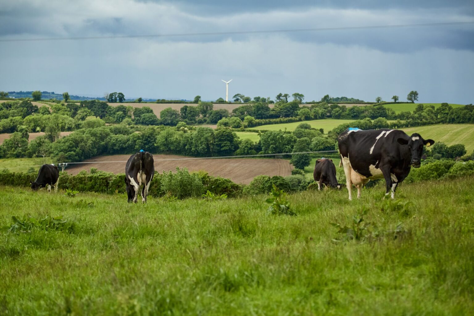 Cows are more than just food - World Without Cows